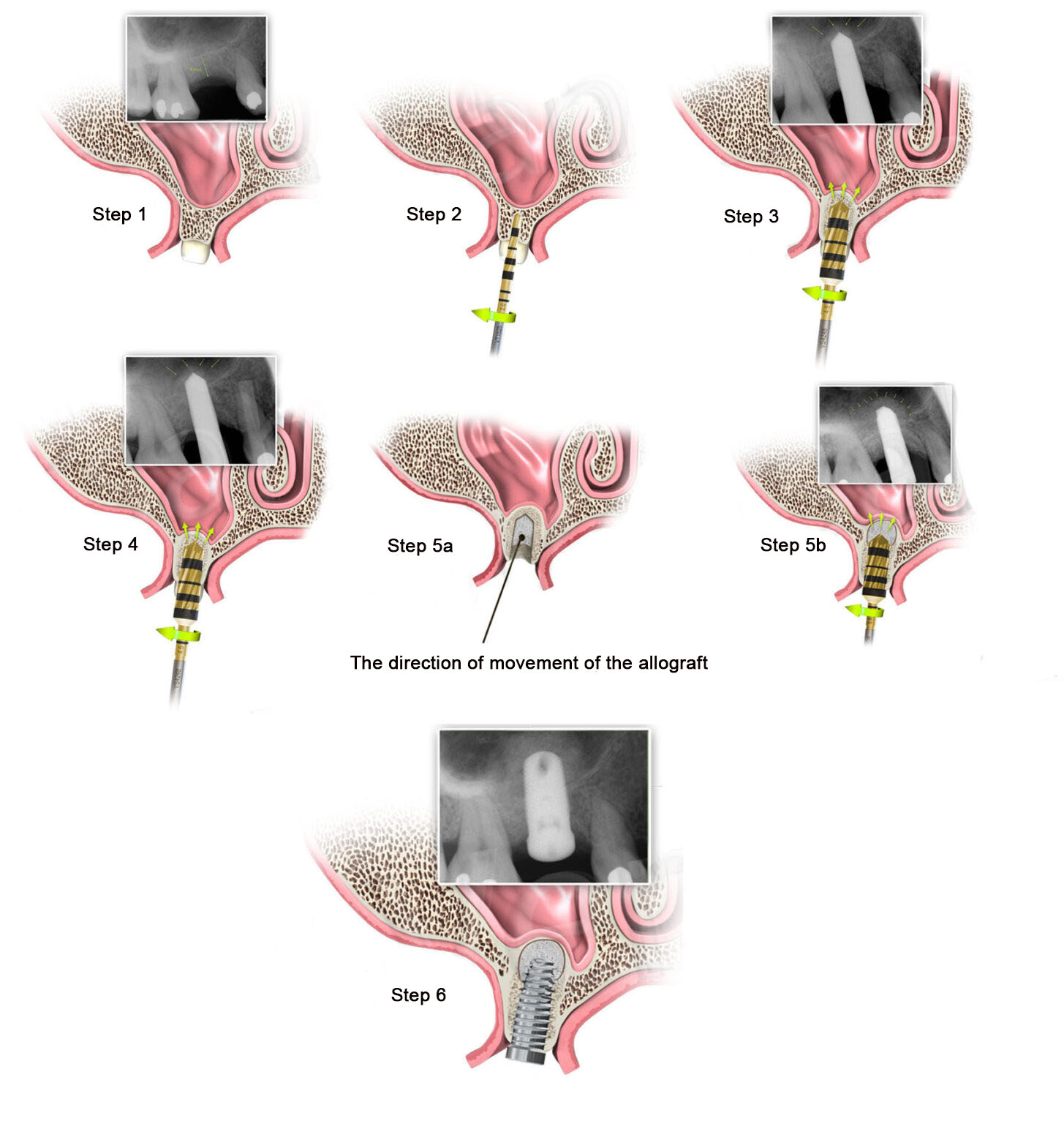 Megagen - Megagen site